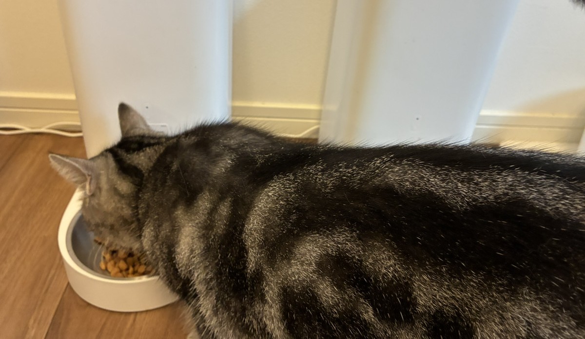 猫の関節炎、サイン見逃してない？（症状・原因）わが家（アメショ・エキゾ）で実践する予防ケアまで徹底解説 | にゃん トピ